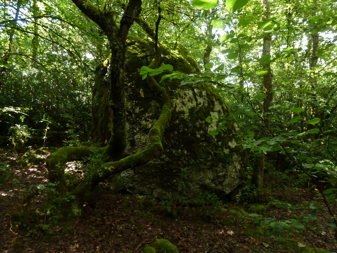 Les Rocailles - Les Communaux : Tour de la plaine des Rocailles ...