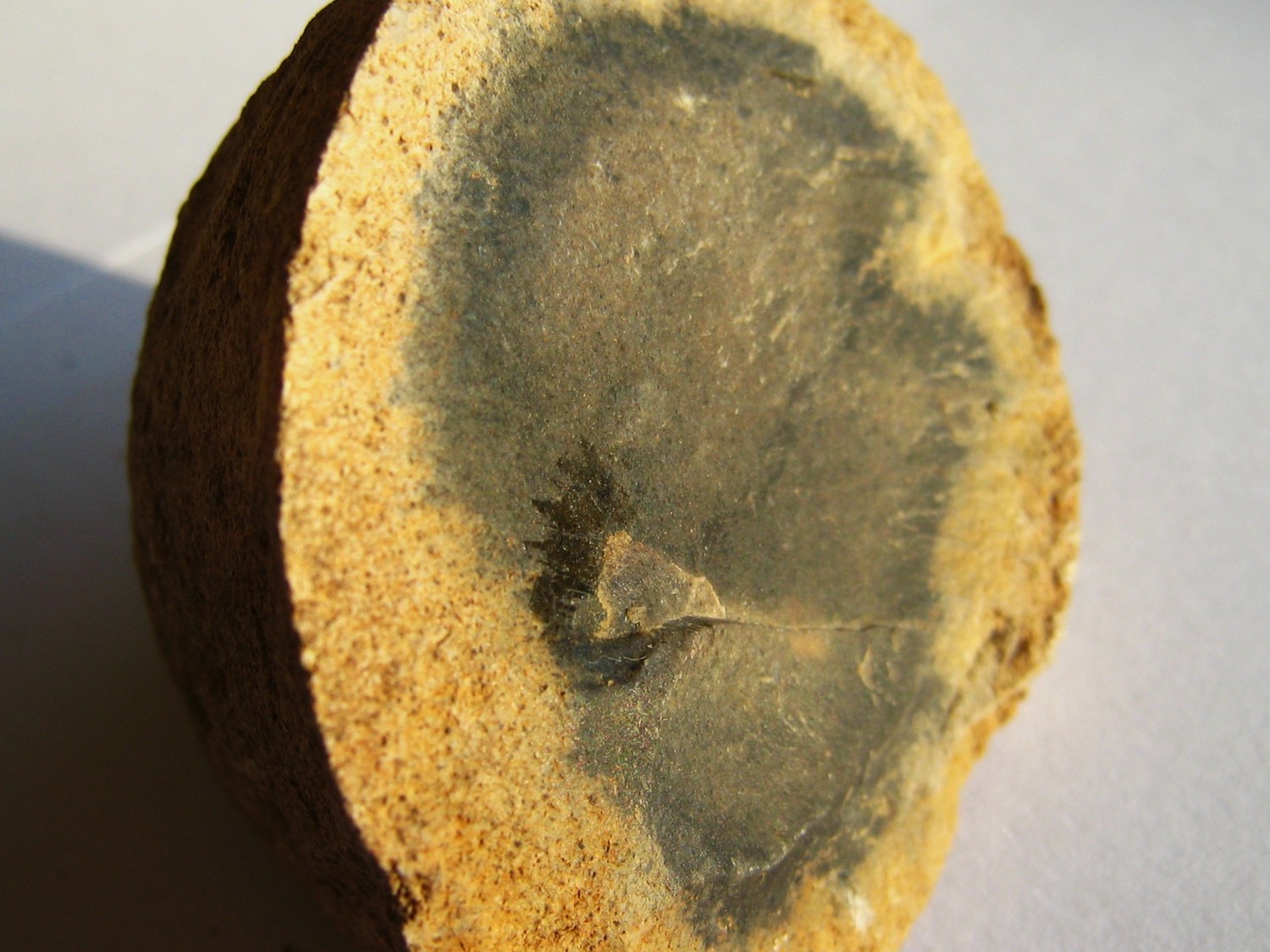 Rognon de silex, roche sédimentaire. - Camptocamp.org